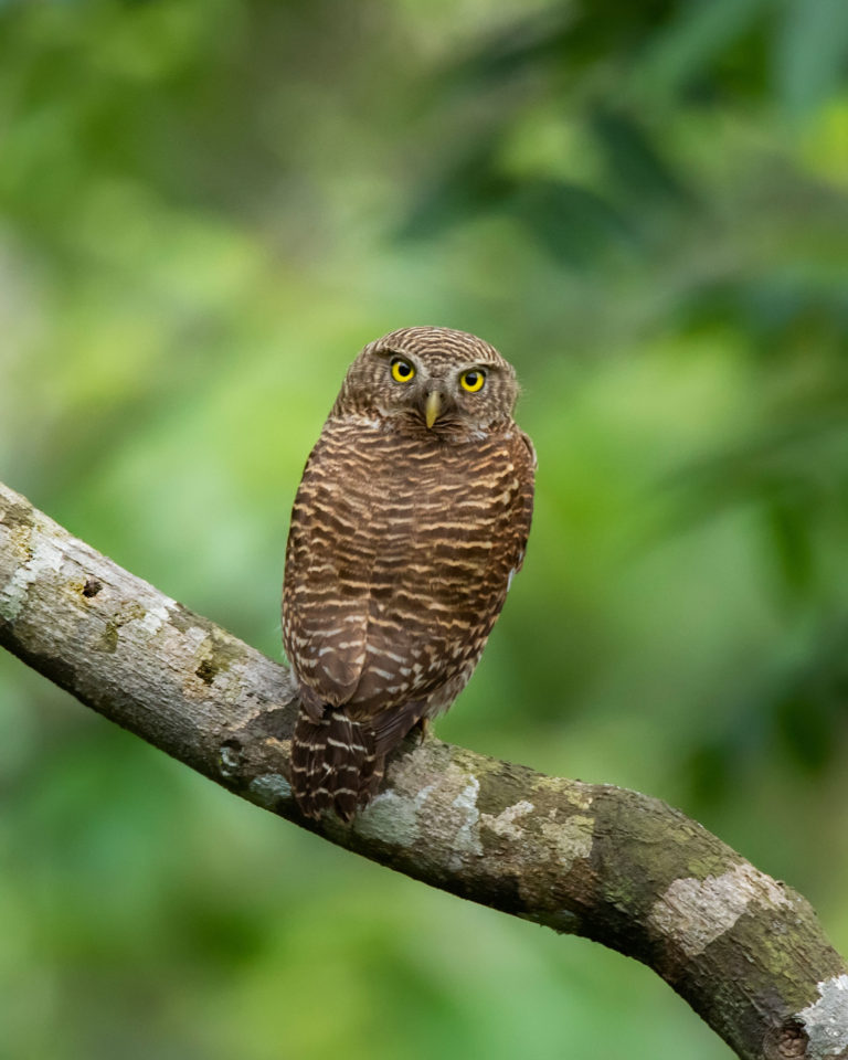BIRD TRAILS – Paws Trails Magazine | Wildlife | Nature | Conservation ...