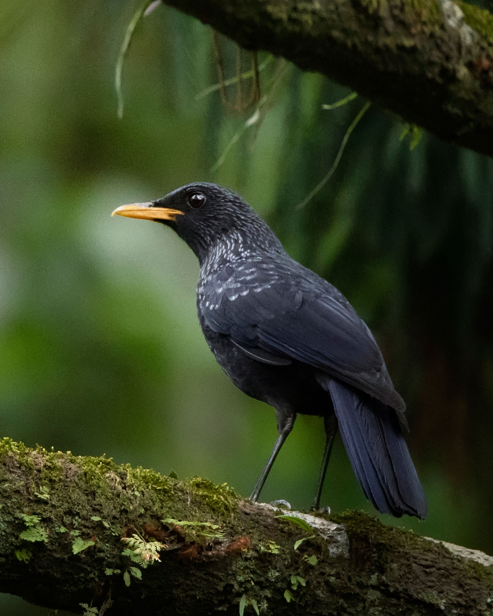 BIRD TRAILS – Paws Trails Magazine | Wildlife | Nature | Conservation ...