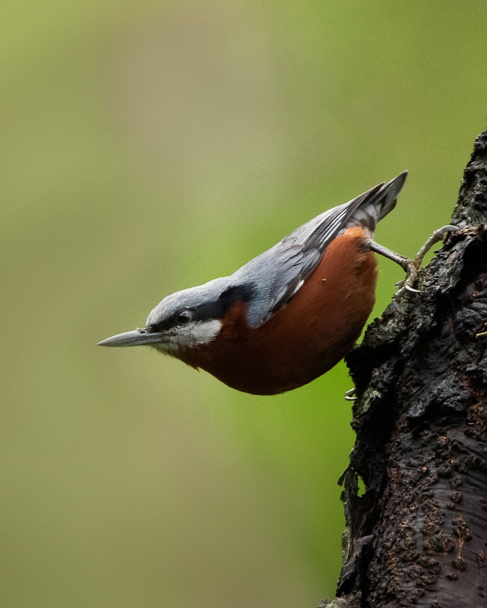 BIRD TRAILS – Paws Trails Magazine | Wildlife | Nature | Conservation ...