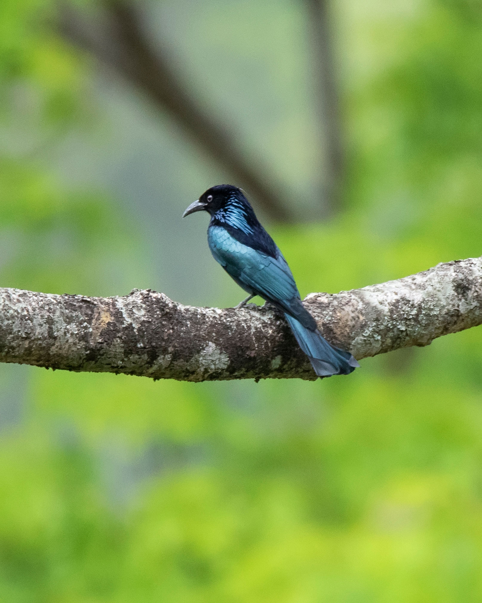 BIRD TRAILS – Paws Trails Magazine | Wildlife | Nature | Conservation ...