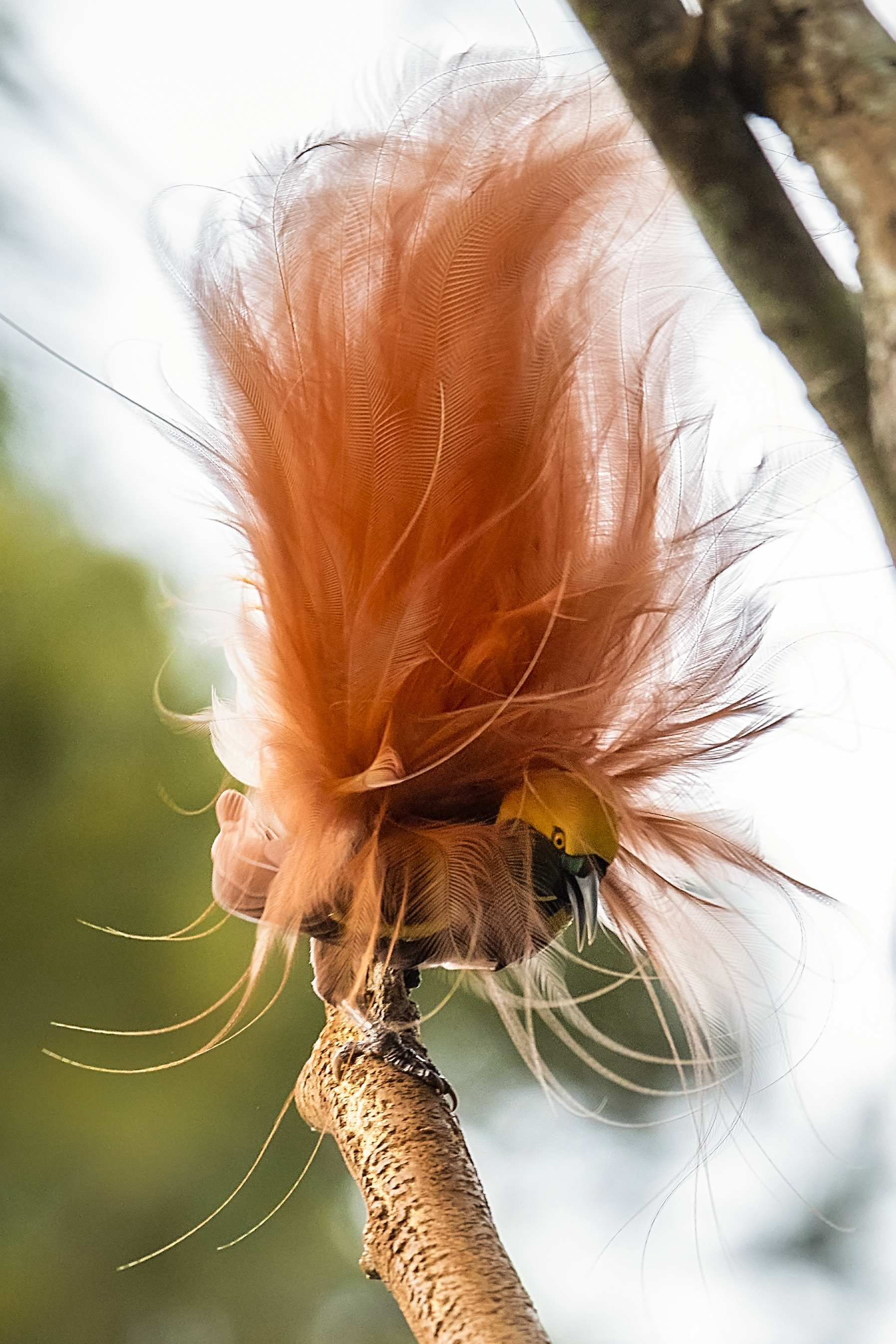 BIRDS-OF- PARADISE – Paws Trails Magazine | Wildlife | Nature ...