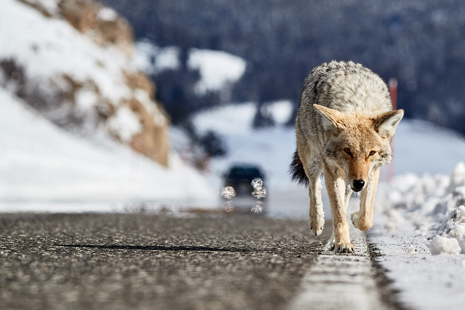 Biologist Around the World – Paws Trails Magazine | Wildlife | Nature ...