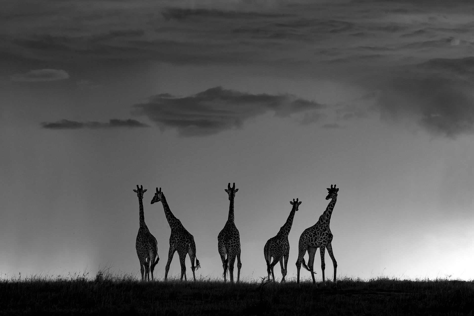 Angama Foundation – Conservation & Photography – Paws Trails Magazine ...