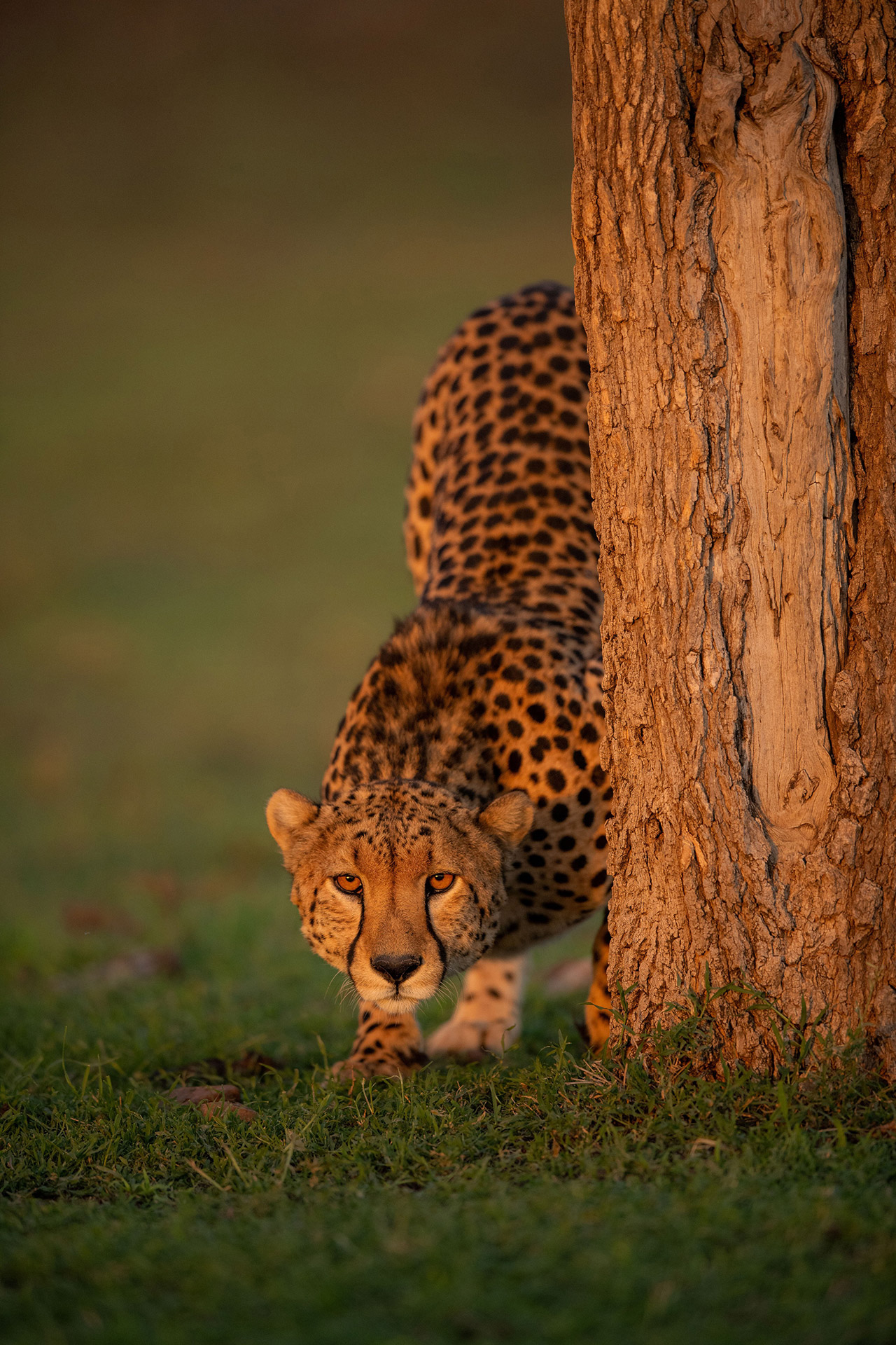 Angama Foundation – Conservation & Photography – Paws Trails Magazine ...