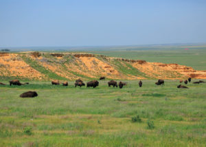 North American Bison – Mighty, mighty bison helping create ‘a living ...