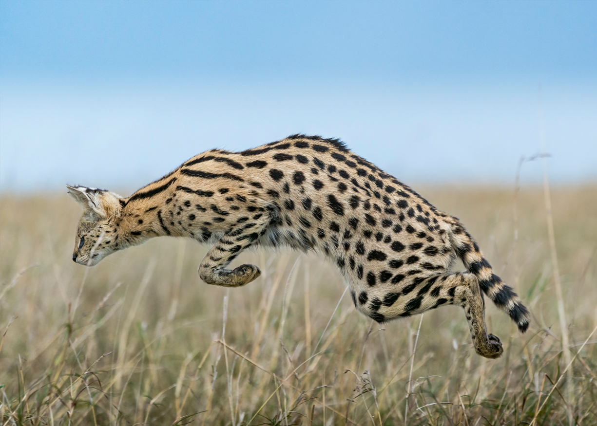 The Serval: The highly adapted rodent killing machine – Paws Trails ...