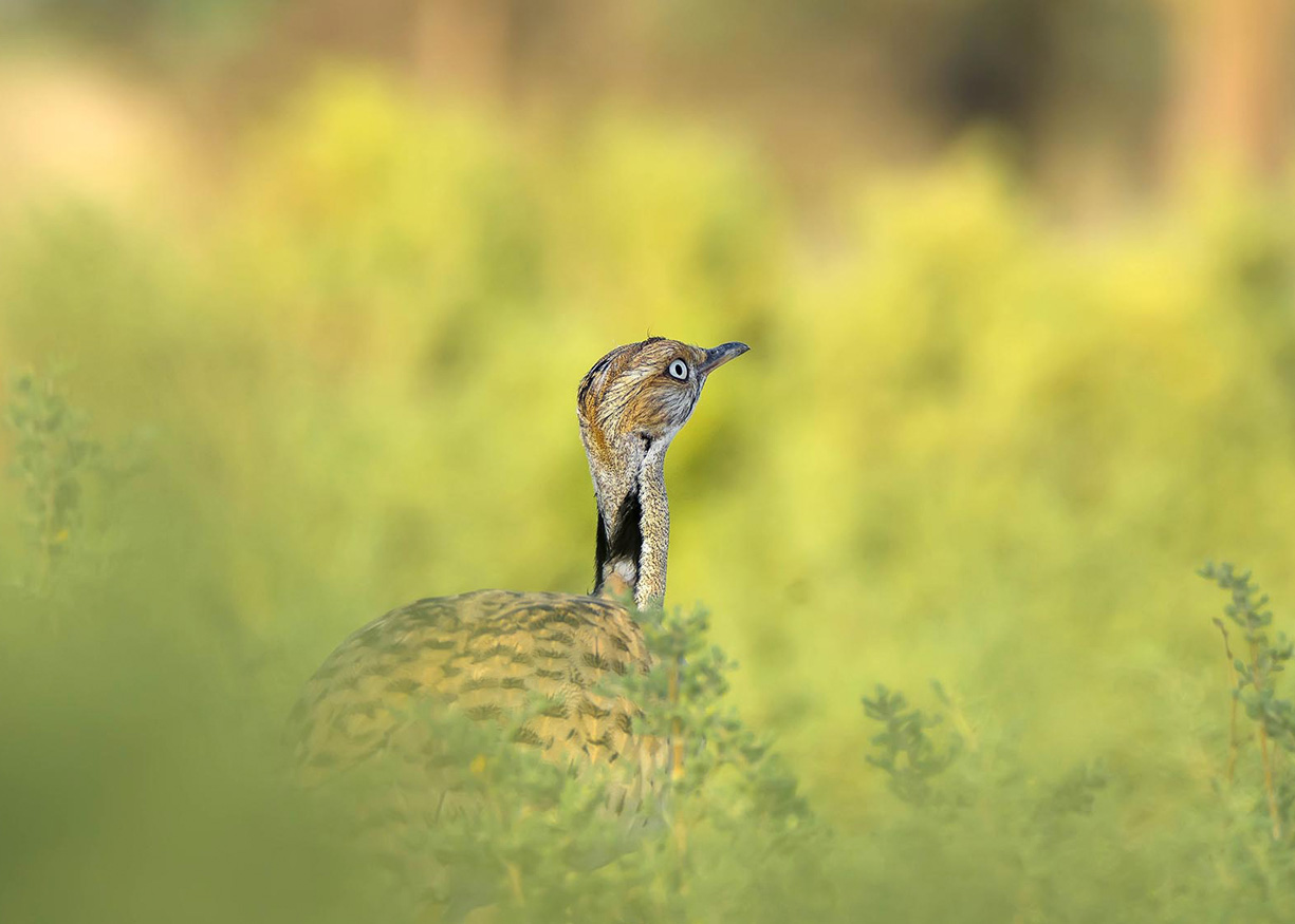 The Houbara Bustard – A migratory species with complex conservation ...