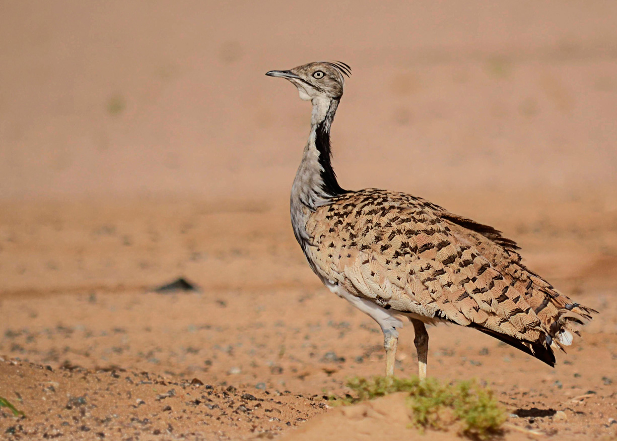 The Houbara Bustard – A migratory species with complex conservation ...