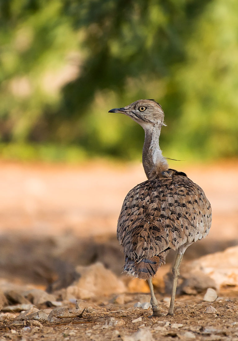 The Houbara Bustard – A migratory species with complex conservation ...
