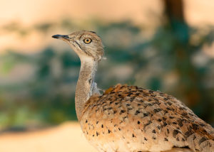 The Houbara Bustard – A migratory species with complex conservation ...