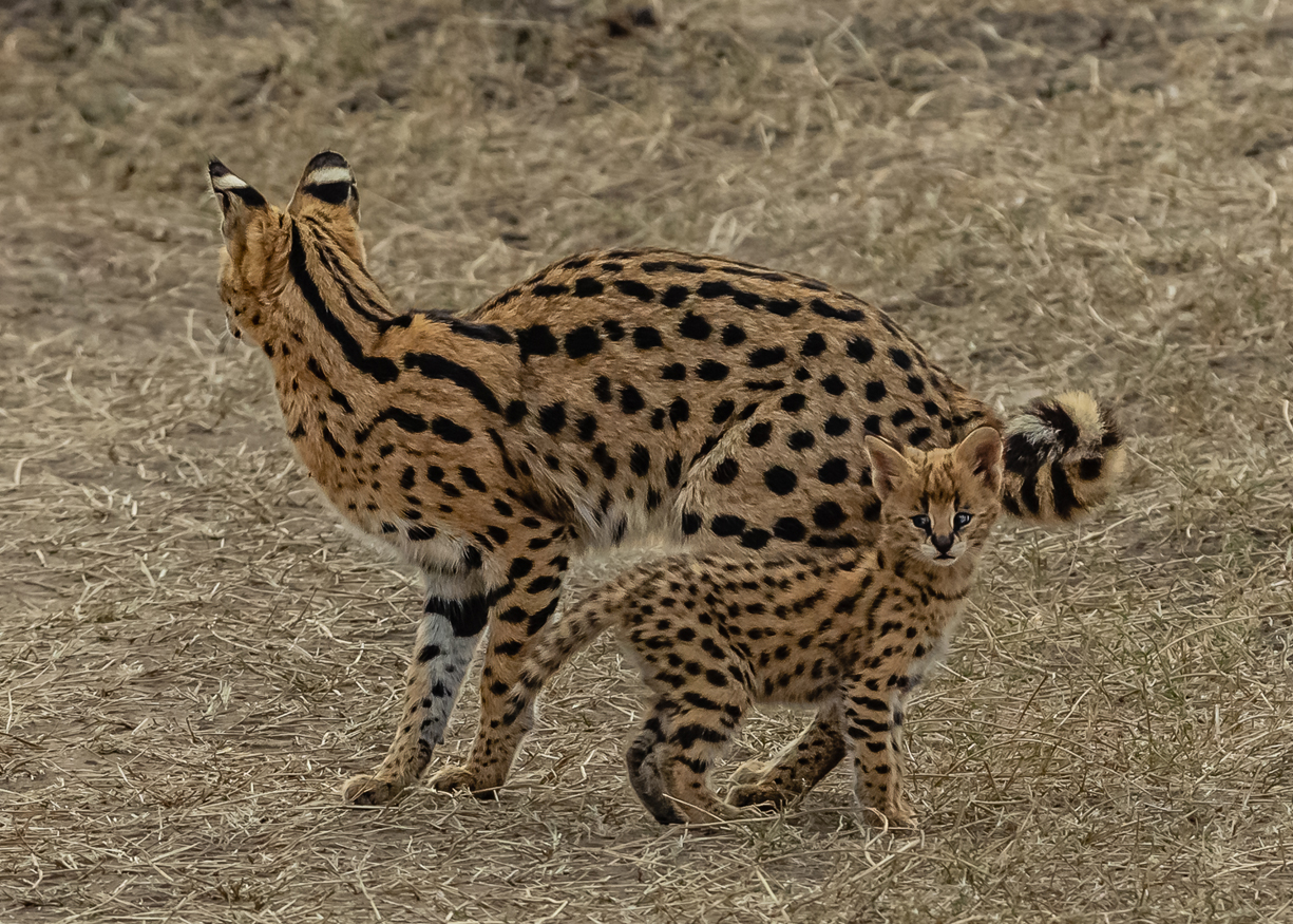 The Serval: The highly adapted rodent killing machine – Paws Trails ...