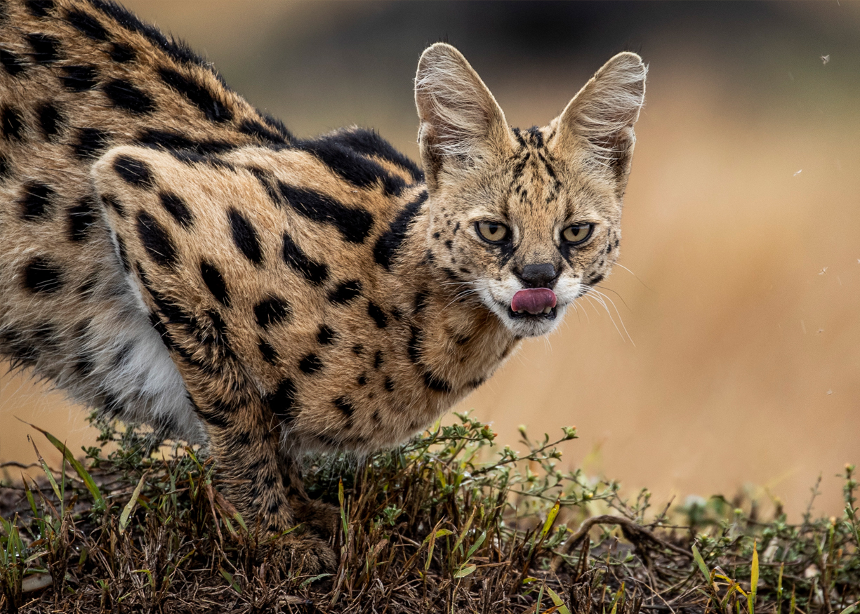 The Serval: The highly adapted rodent killing machine – Paws Trails ...