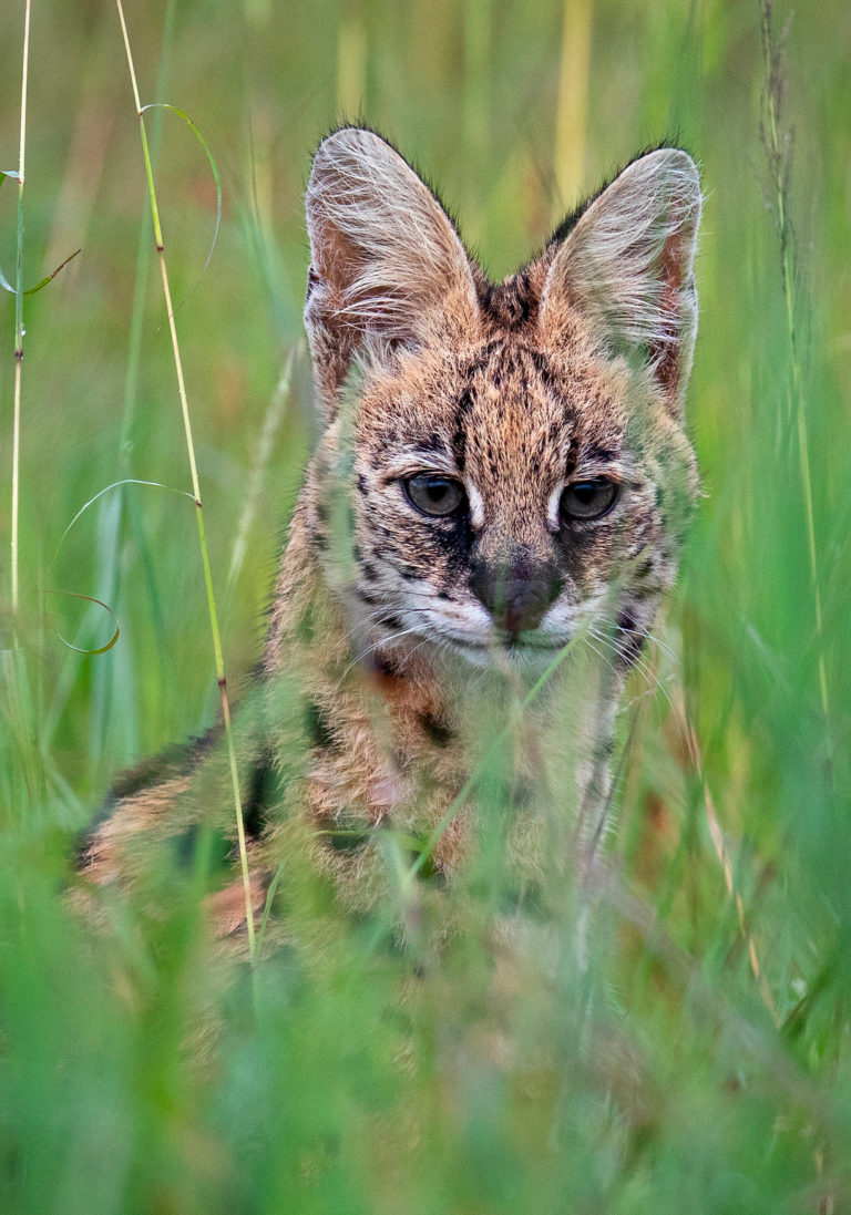 The Serval: The highly adapted rodent killing machine – Paws Trails ...