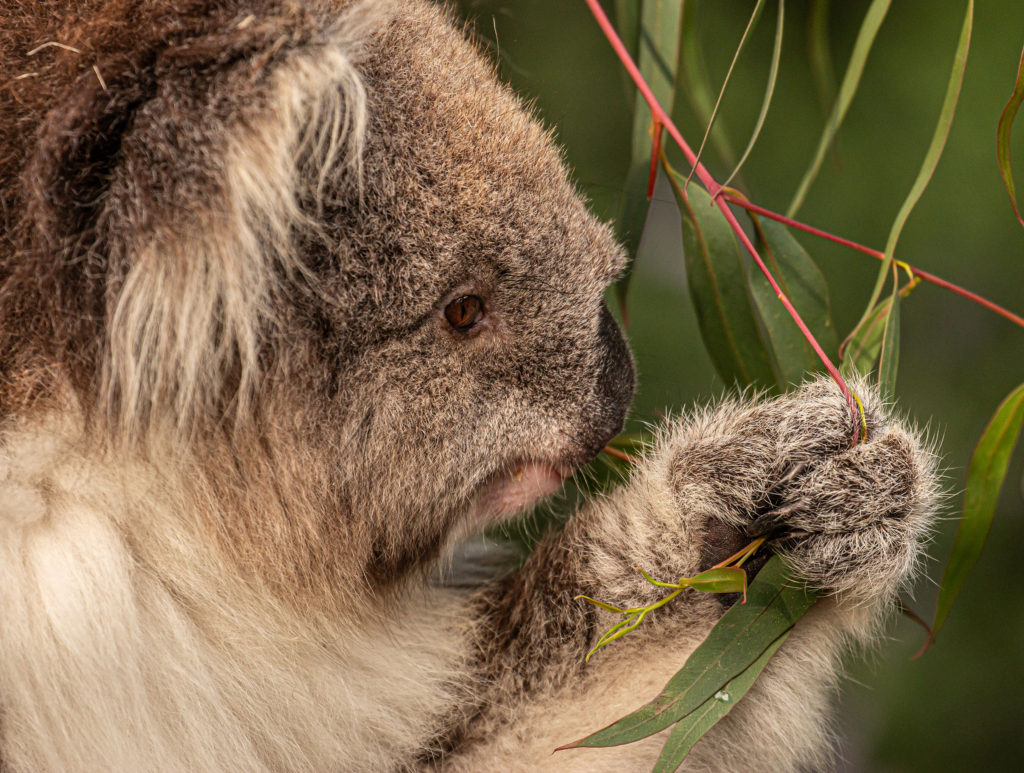 The Koala Conservation Crisis for iconic Australian Marsupial – Paws ...