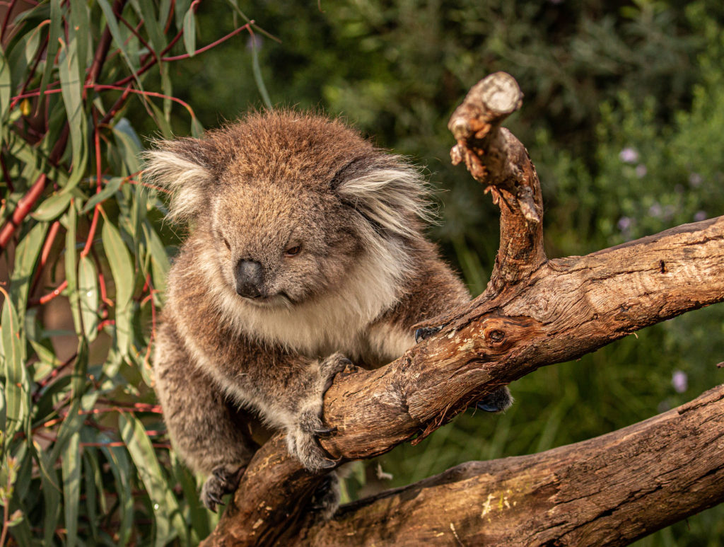 The Koala Conservation Crisis for iconic Australian Marsupial – Paws ...