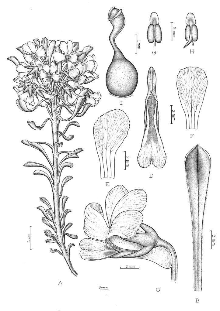 Scientific illustration. The Art of Portraying Ideas. – Paws Trails ...