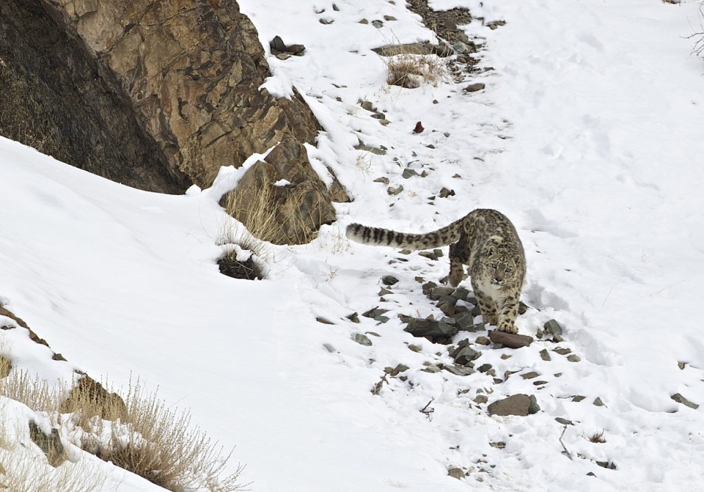 Living with Leopards: The Enigmatic Snow Leopard – Paws Trails Magazine ...
