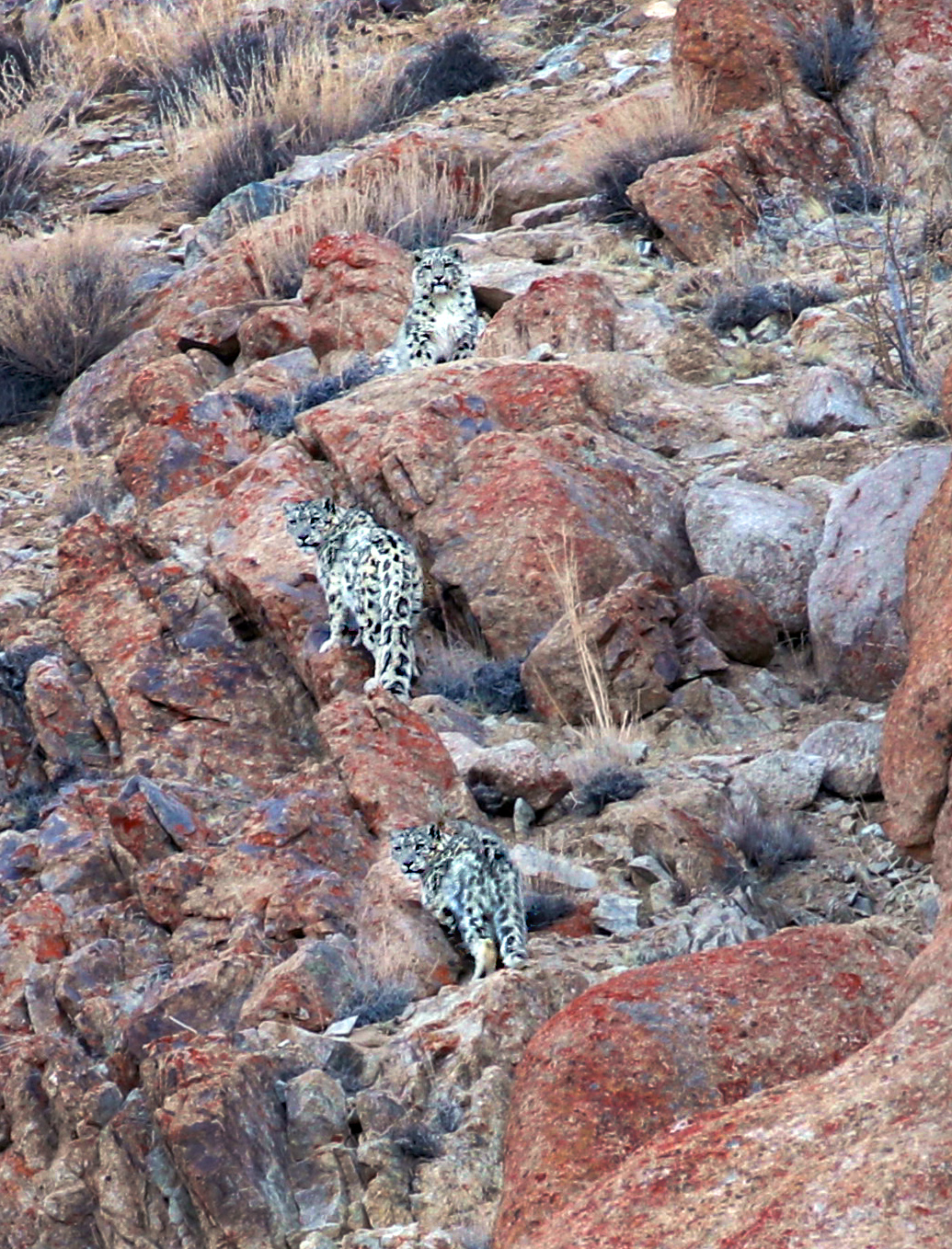 Living with Leopards: The Enigmatic Snow Leopard – Paws Trails Magazine ...