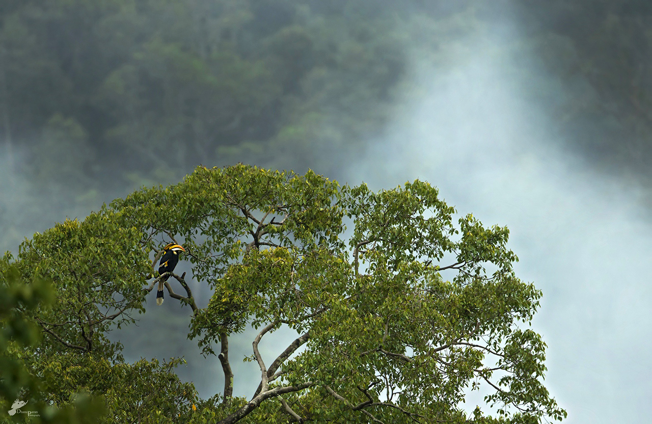The Great Hornbill: Remarkable birds in need of habitat protection ...
