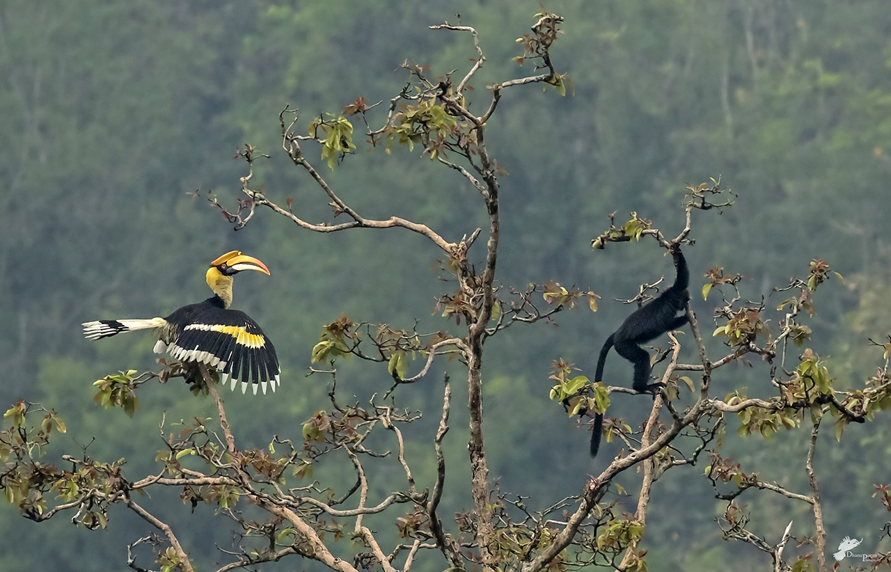 The Great Hornbill: Remarkable birds in need of habitat protection ...