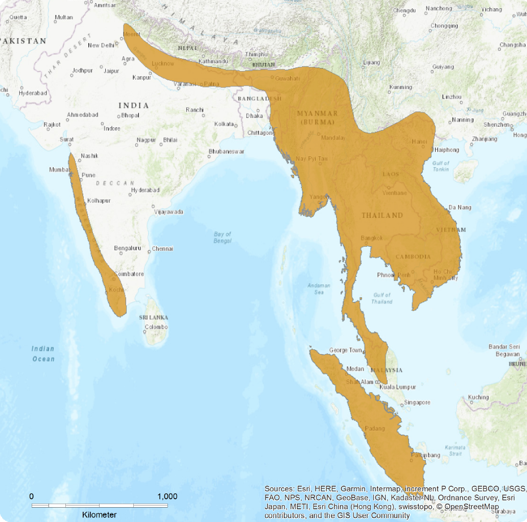 The Great Hornbill: Remarkable birds in need of habitat protection ...