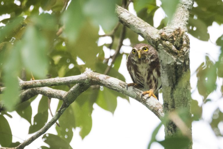 Brazilian Owls – Paws Trails Magazine | Wildlife | Nature ...