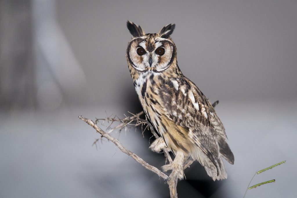 Brazilian Owls – Paws Trails Magazine | Wildlife | Nature ...