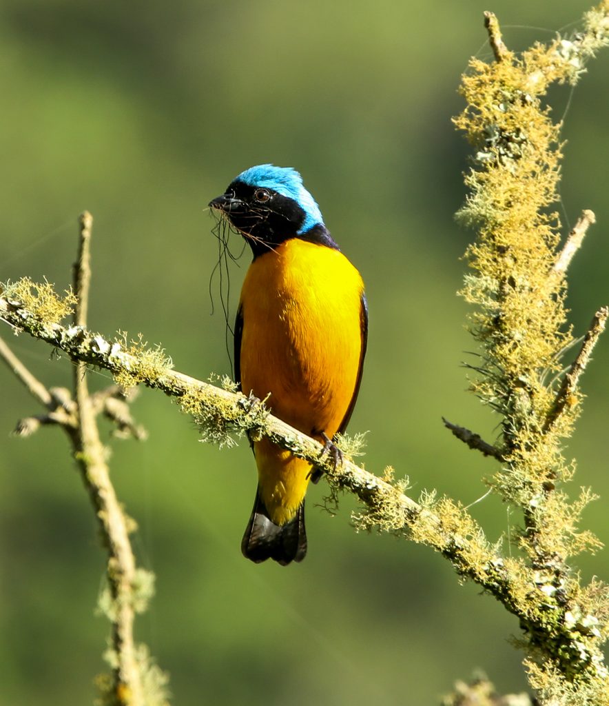 Brazil’s Private Nature Reserves – Reserva Aguas do Brilhante By Maria ...