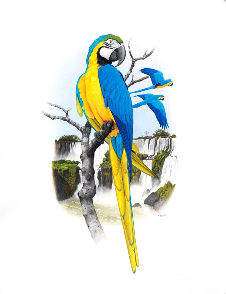 Brazilian Bird Artist and Illustrator – Paws Trails Magazine | Wildlife ...