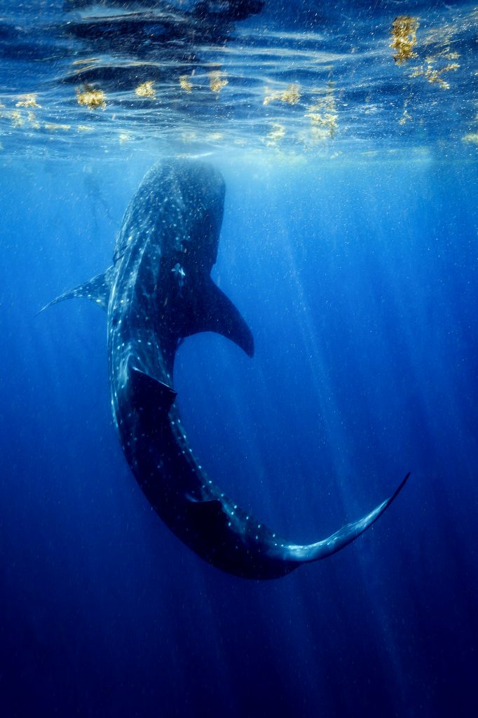 Whale sharks. The gentle giants of the oceans. – Paws Trails Magazine ...