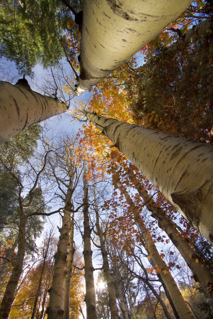 Tonto National Forest, Arizona, USA – Paws Trails Magazine | Wildlife ...