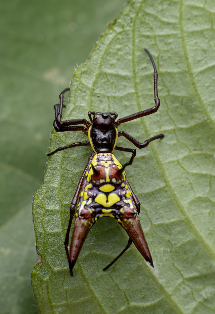 Spiders – Amazing World of Eight legged Animals – Paws Trails Magazine ...