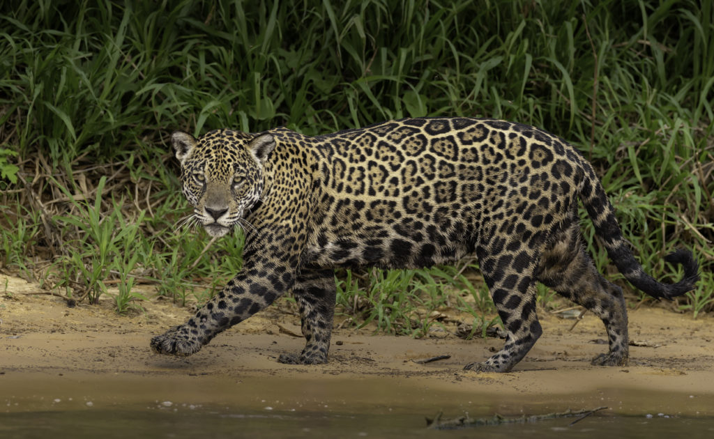Pantanal – Land of the Jaguars – Paws Trails Magazine | Wildlife ...