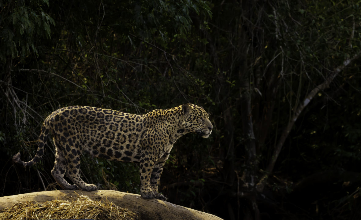 Pantanal – Land of the Jaguars – Paws Trails Magazine | Wildlife ...