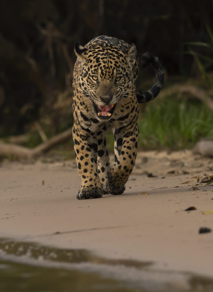 Pantanal – Land of the Jaguars – Paws Trails Magazine | Wildlife ...