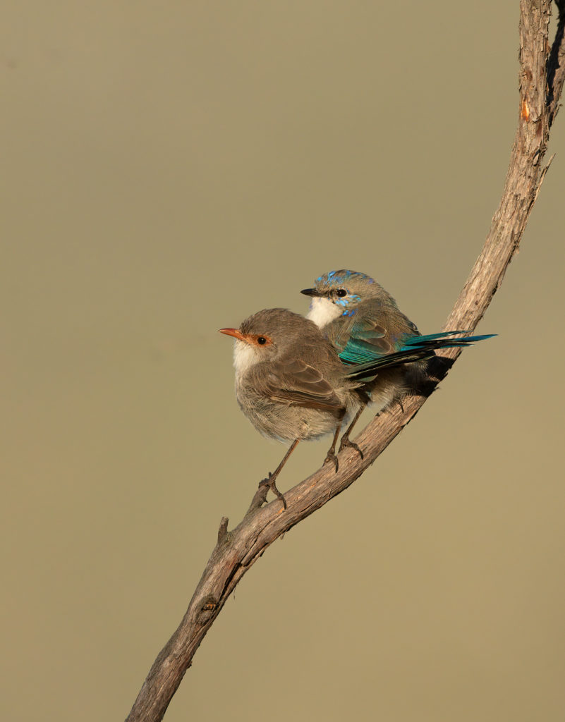 Australian Fairy Wrens – Paws Trails Magazine | Wildlife | Nature ...