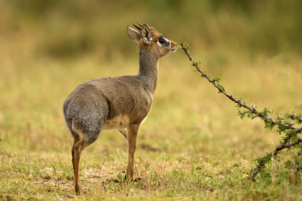 The Dikdik Territorial defence in a small antelope – Paws Trails ...