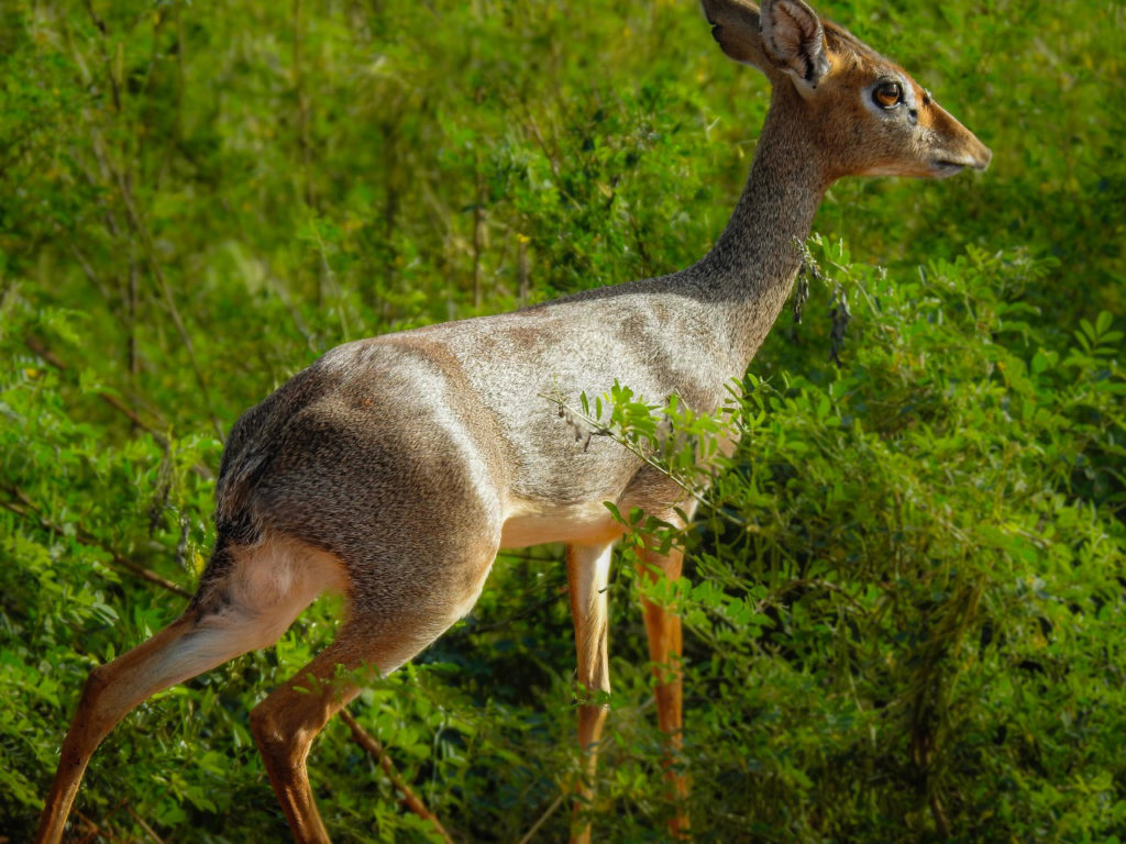 The Dikdik Territorial defence in a small antelope – Paws Trails ...