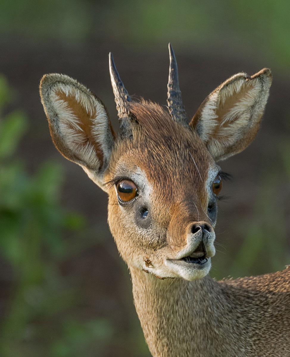 The Dikdik Territorial defence in a small antelope – Paws Trails ...