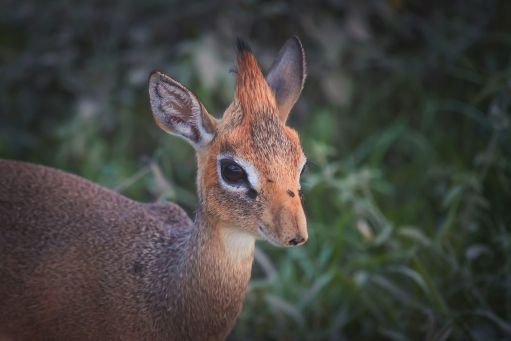 The Dikdik Territorial defence in a small antelope – Paws Trails ...