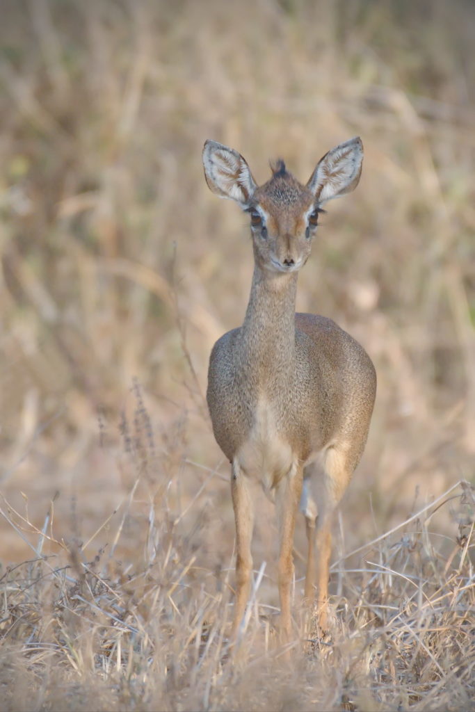 The Dikdik Territorial defence in a small antelope – Paws Trails ...