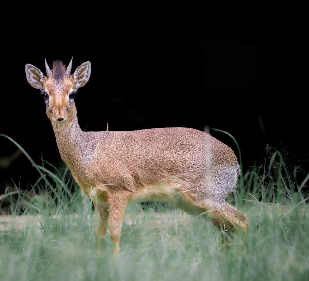 The Dikdik Territorial defence in a small antelope – Paws Trails ...