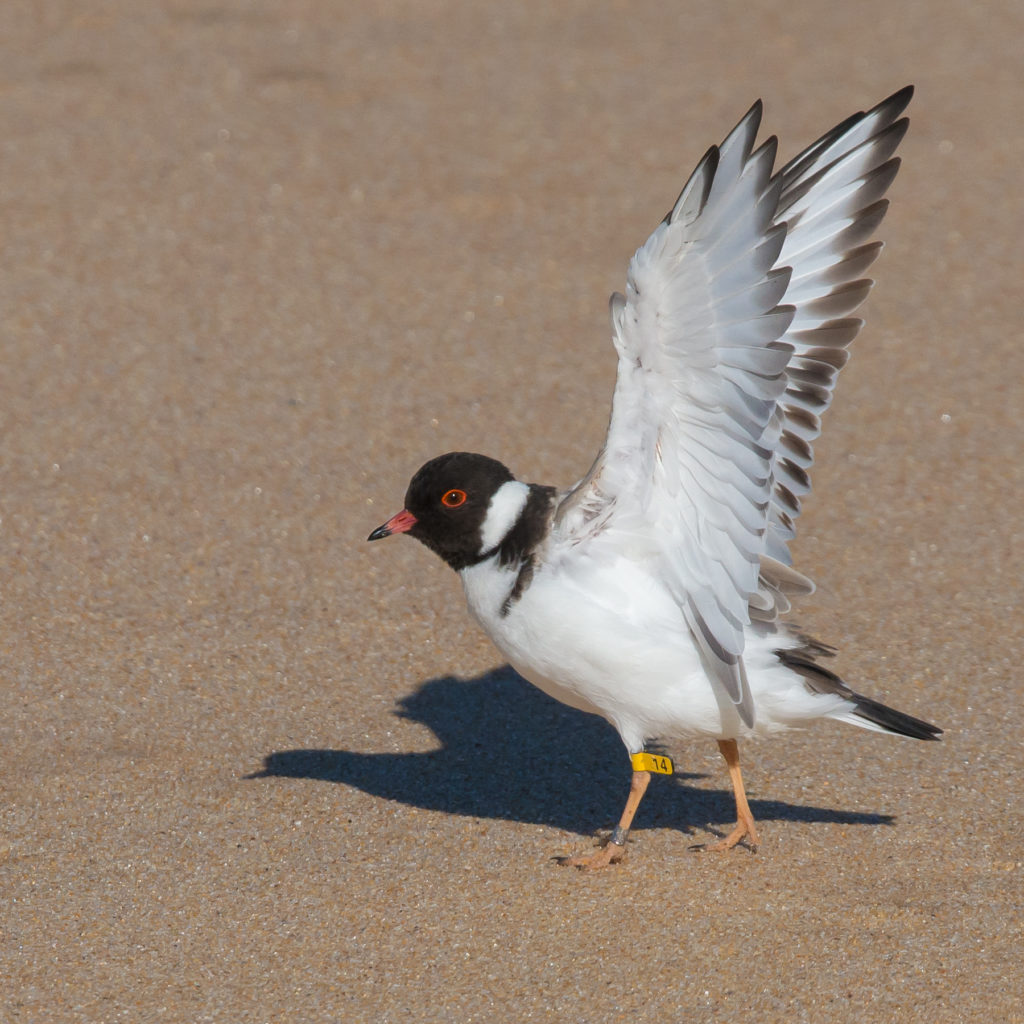 Australia’s Endangered Hooded Plover – Paws Trails Magazine | Wildlife ...