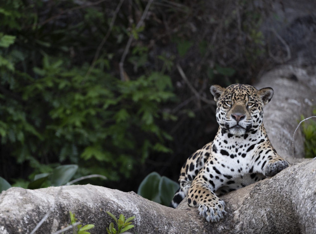 Jaguar – Fighting for Survival – Paws Trails Magazine | Wildlife ...