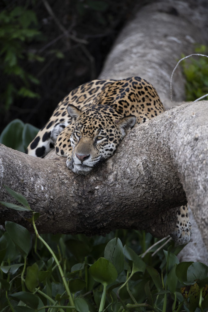 Jaguar – Fighting for Survival – Paws Trails Magazine | Wildlife ...