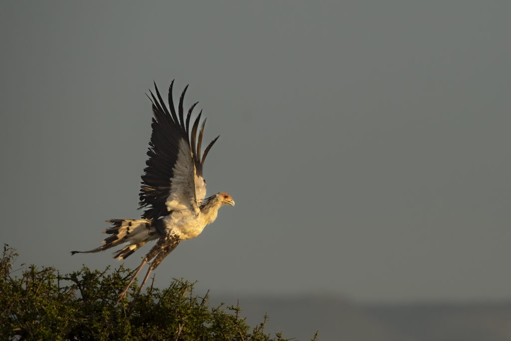 The Secretary bird: Threatened snake boxer – Paws Trails Magazine | Wildlife | Nature ...