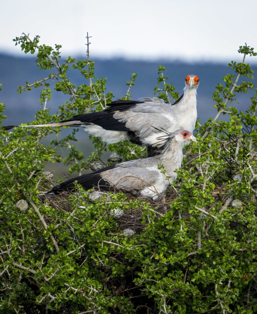 The Secretary bird: Threatened snake boxer – Paws Trails Magazine ...