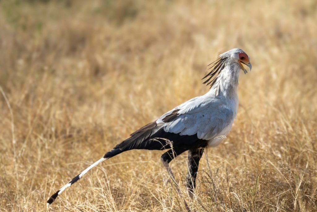 The Secretary bird: Threatened snake boxer – Paws Trails Magazine ...