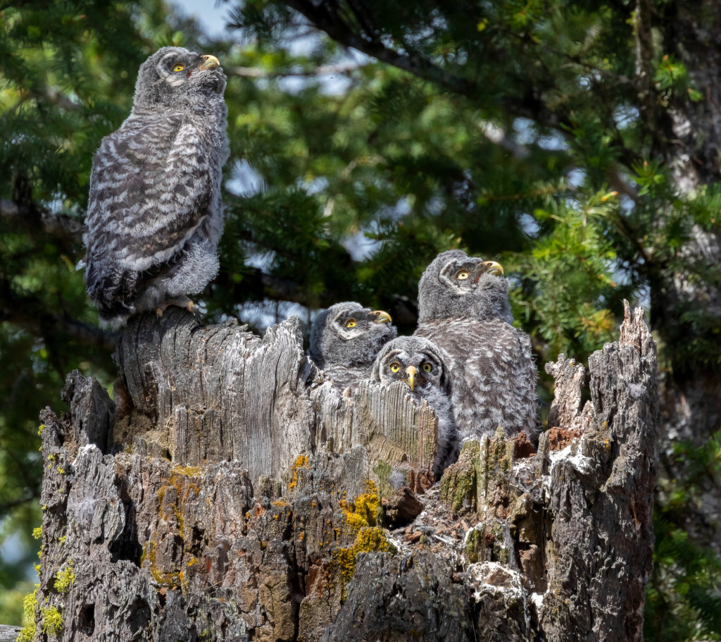Owls in British Columbia, Canada – Paws Trails Magazine | Wildlife ...