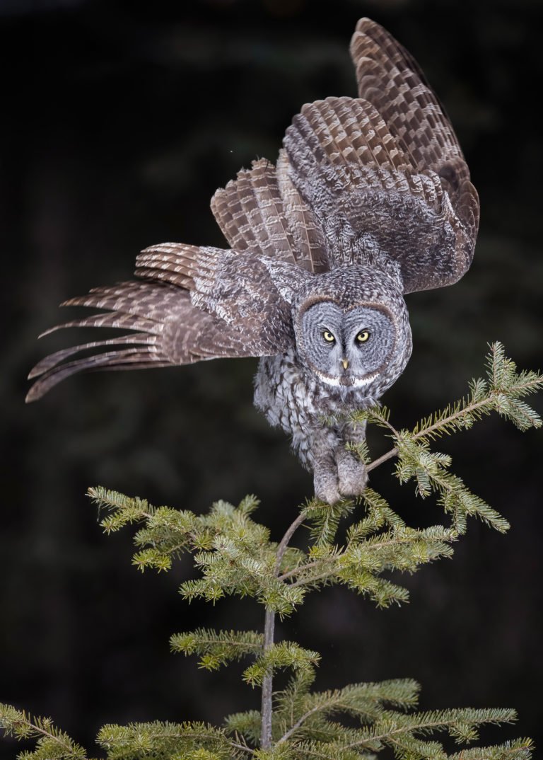 Owls in British Columbia, Canada – Paws Trails Magazine | Wildlife ...